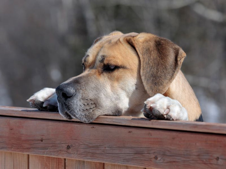 Adopt a Dog | Animatch - Trusted Dog Adoption Service – Animatch.ca Dog ...